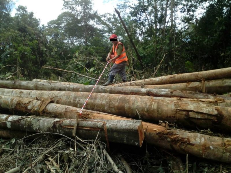 100 batang kayu balak haram dirampas | DayakDaily