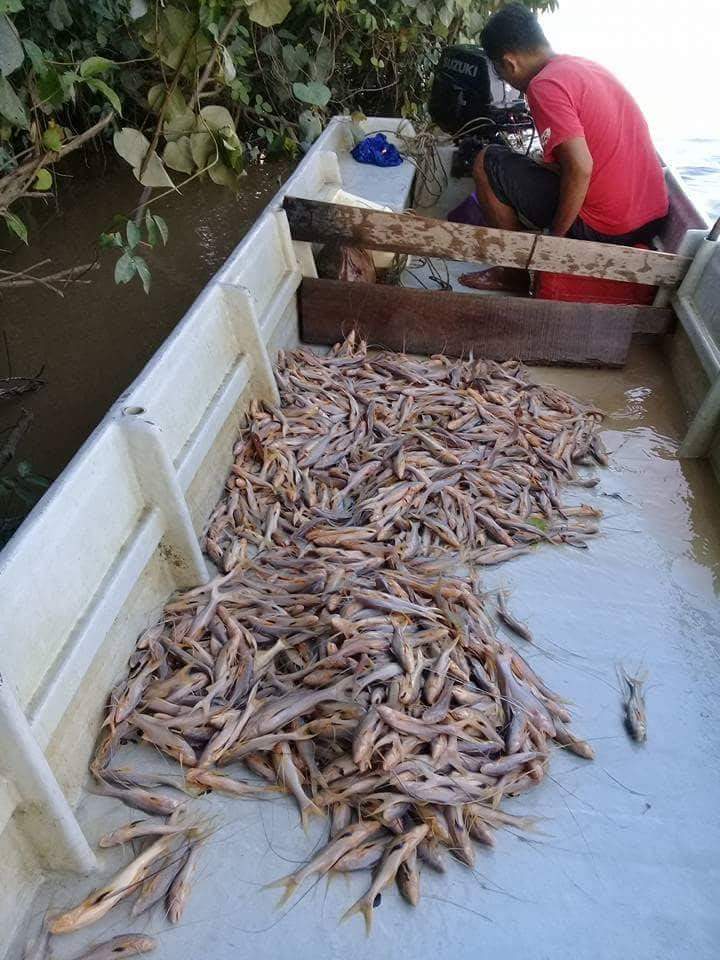 Musim ikan bulu bawa rezeki berganda kepada penduduk tempatan | DayakDaily