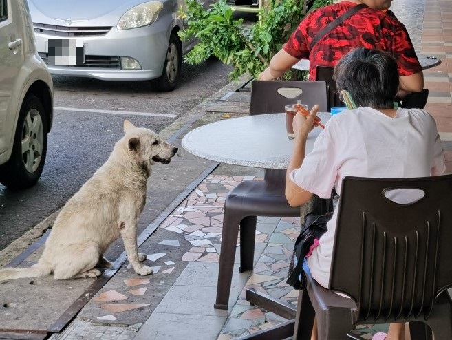 Sibu dog owners urged to do their part to curb rabies outbreak | DayakDaily
