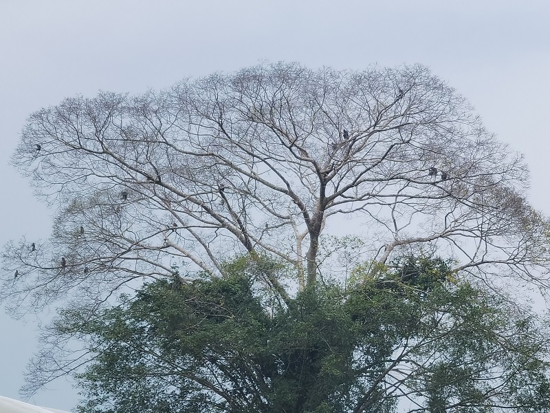 Stunning sunsets, ghostly legends, unique wildlife: Maludam has much to ...