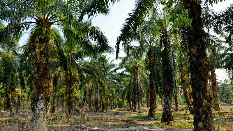 Oil palm mills must inform Malaysian Palm Oil Board on planned ...