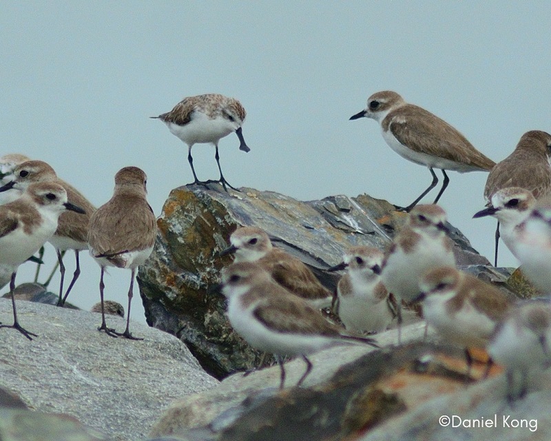 Rare Spoon-billed Sandpiper migratory bird spotted in Buntal Bay ...