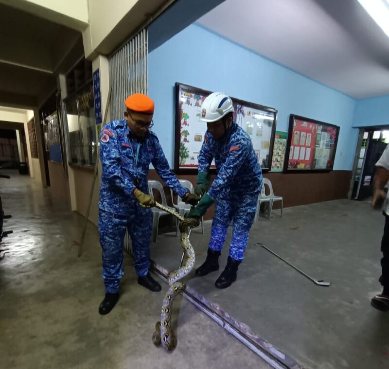 APM removes 7-ft-long python from Sibu primary school | DayakDaily