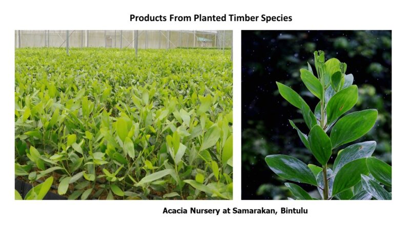 STIDC: Capitalise on planted timber species to produce high-value-added ...