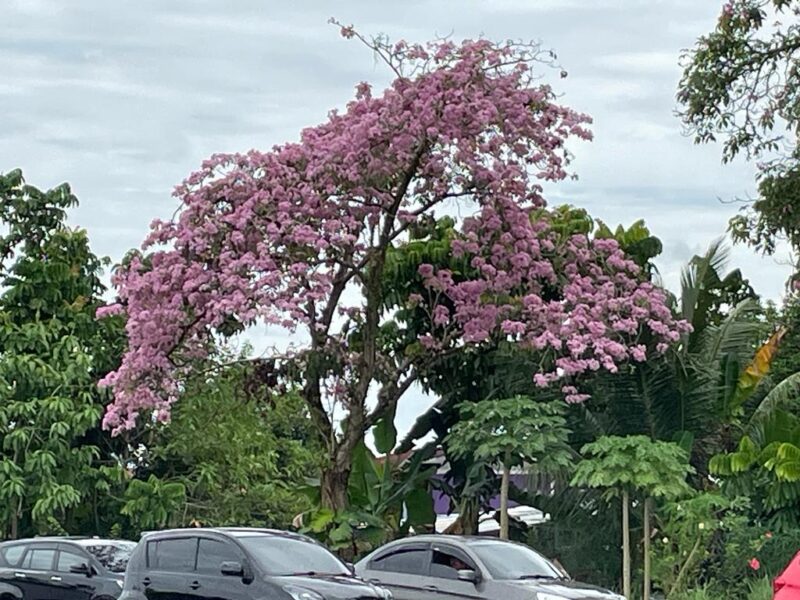 Blooming of Tecoma trees: It’s ‘sakura’ season in Kuching! | DayakDaily